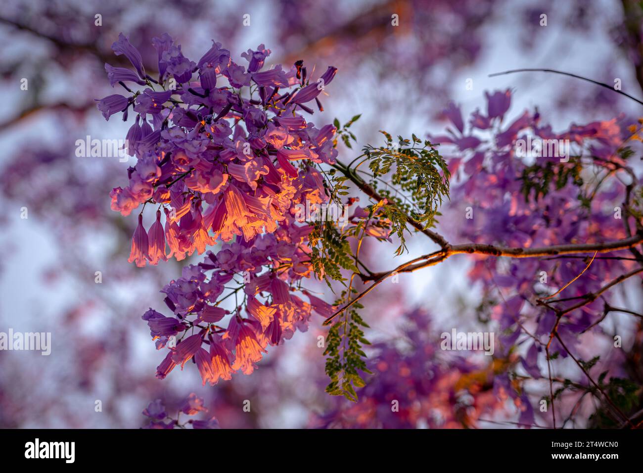 Grafton jacaranda festival hi-res stock photography and images - Alamy