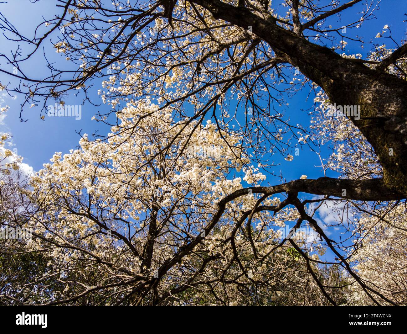 White tabebuia hi-res stock photography and images - Alamy