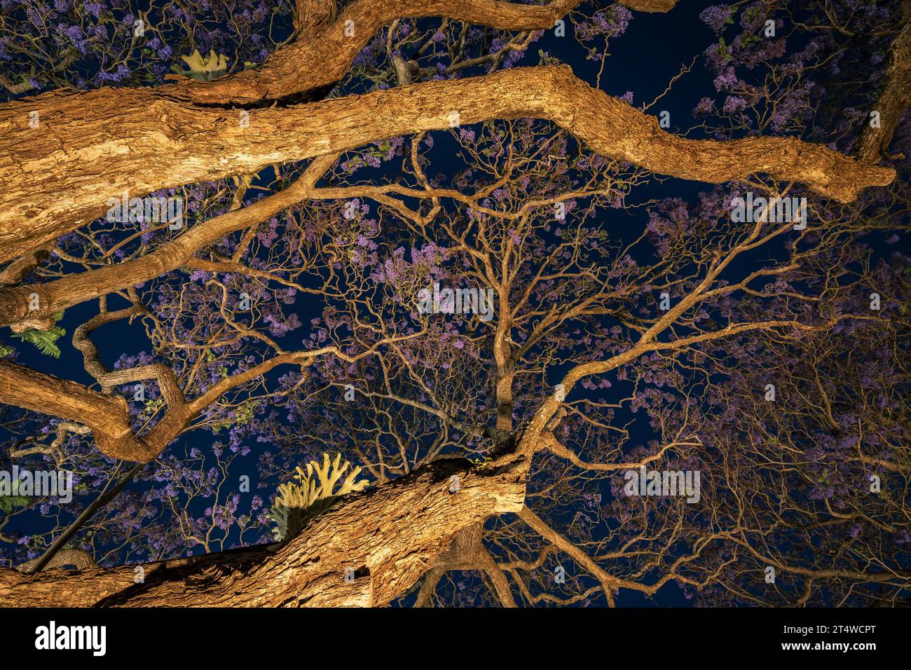 Jacaranda festival australia hi-res stock photography and images - Alamy