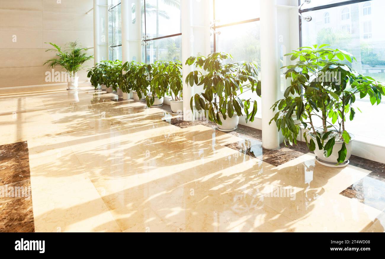Long corridor with potted plant and window Stock Photo - Alamy