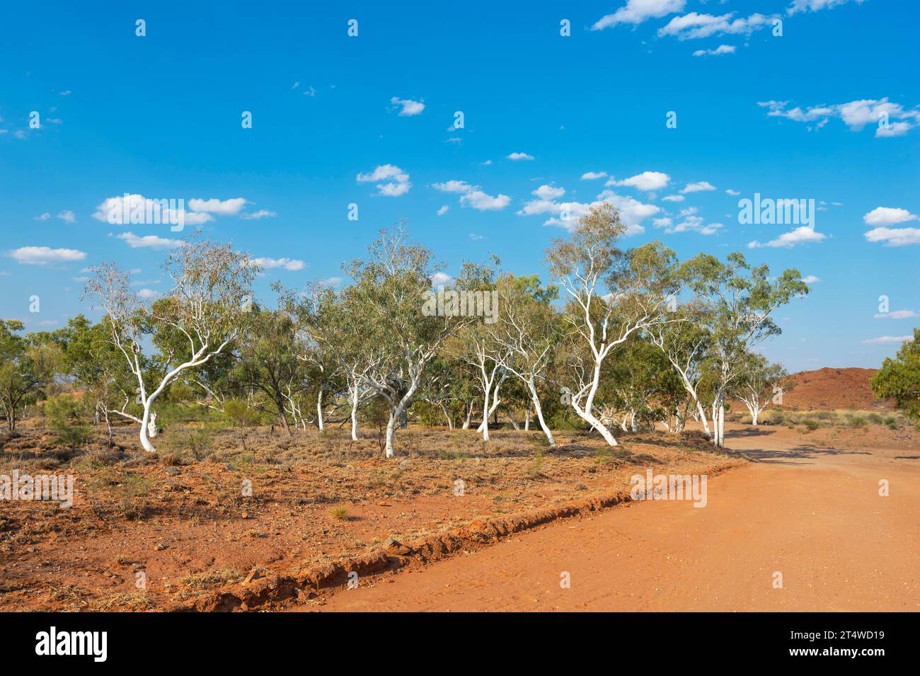View of ghost gums in the Pilbara, Western Australia, Australia Stock ...