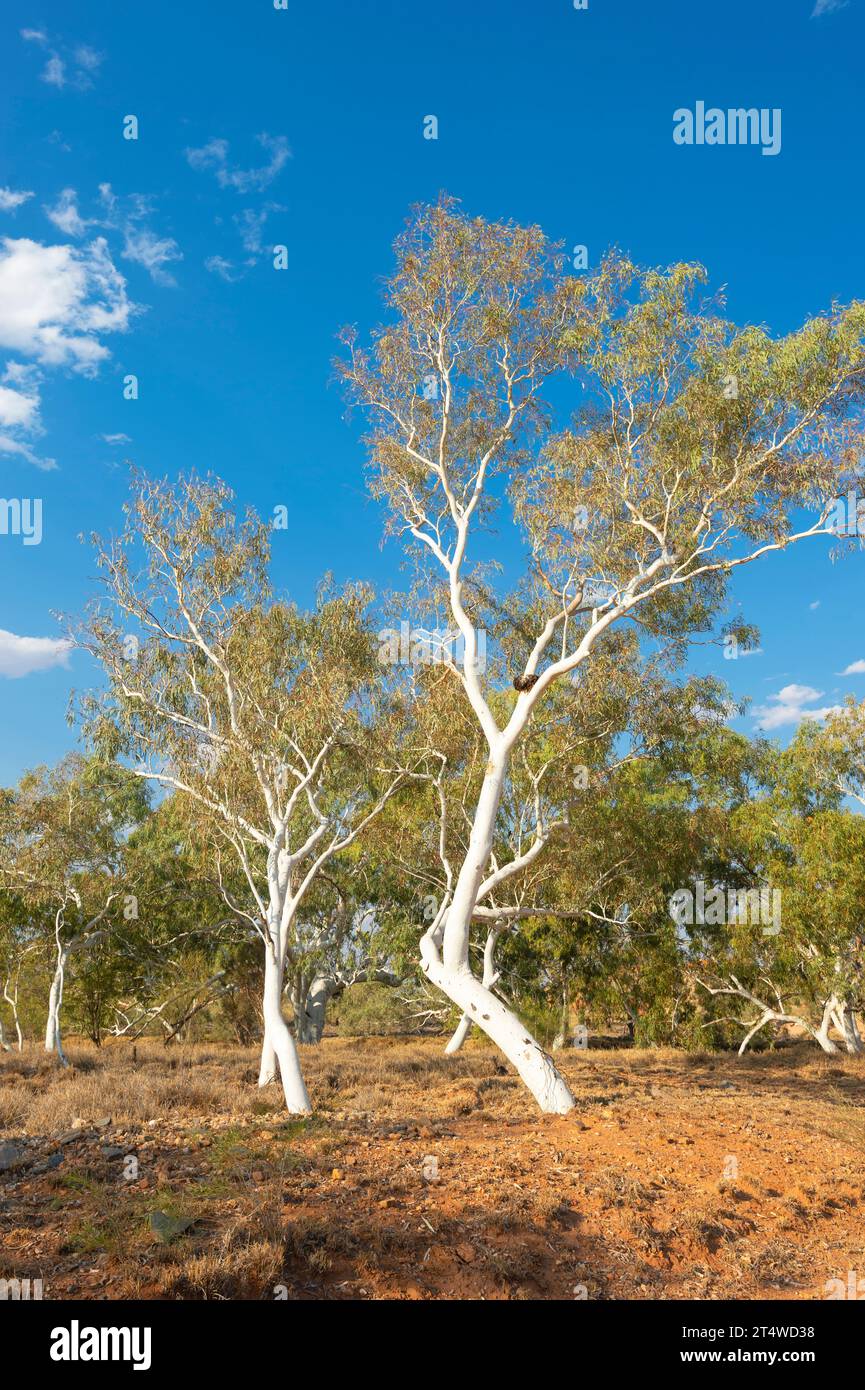 Vertical view of ghost gums in the Pilbara, Western Australia ...