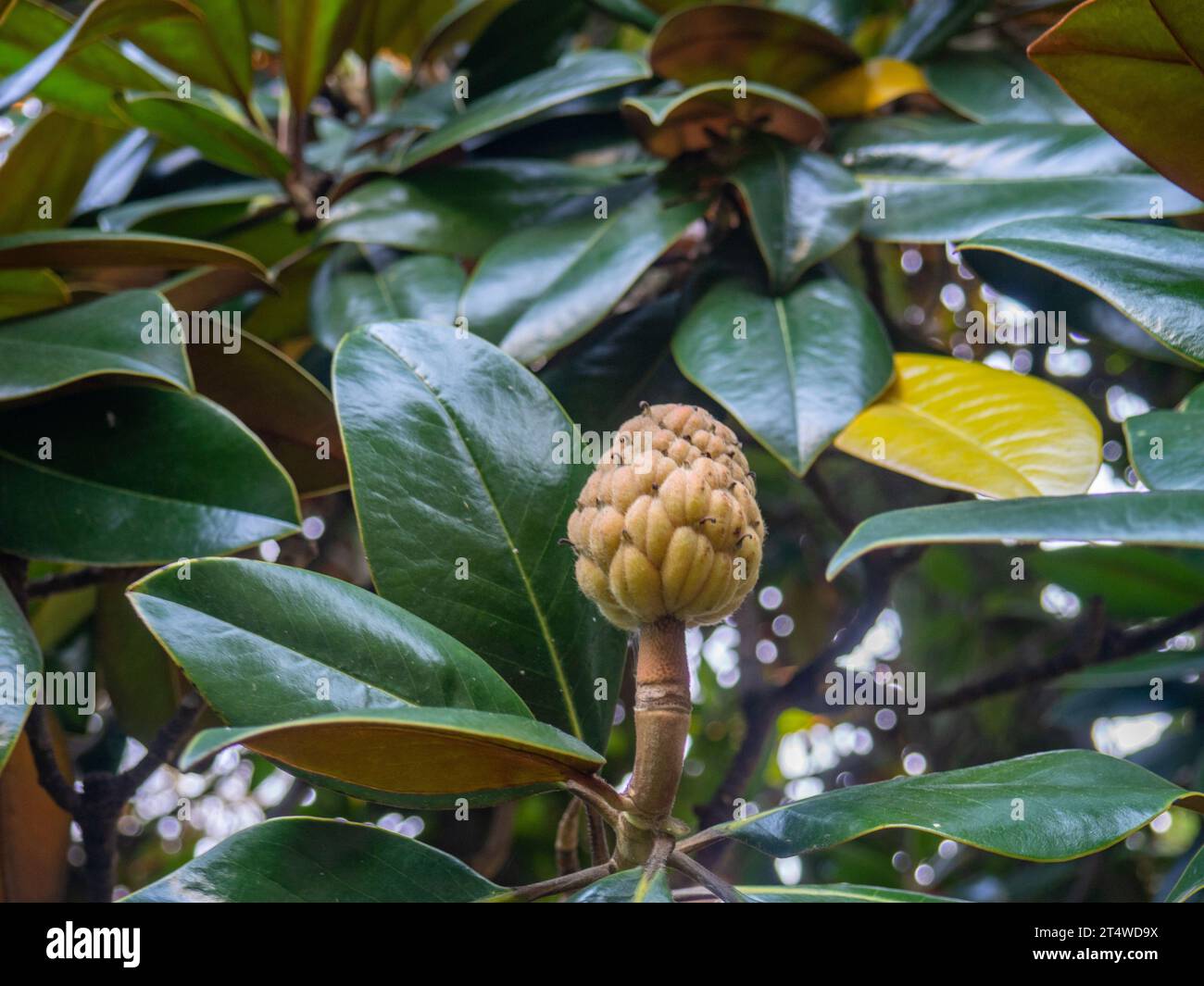 Magnolia cones. Fruits of the magnolia tree. Dense leaves. Background ...