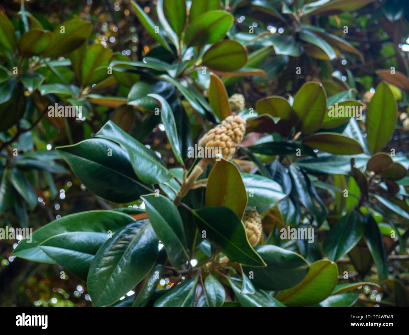 Magnolia cones. Fruits of the magnolia tree. Dense leaves. Background ...