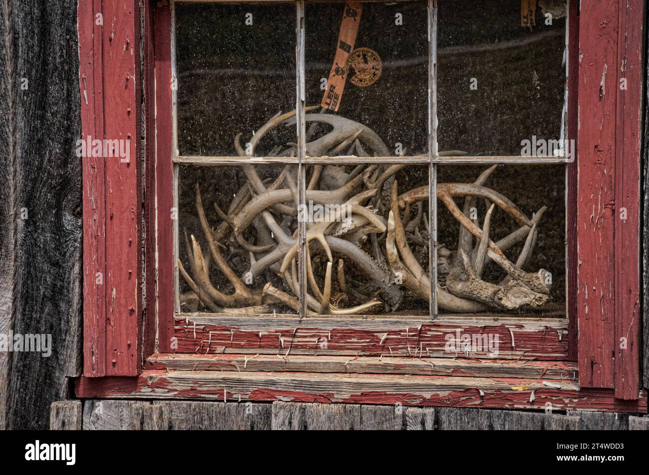 Pile of antlers hi-res stock photography and images - Alamy