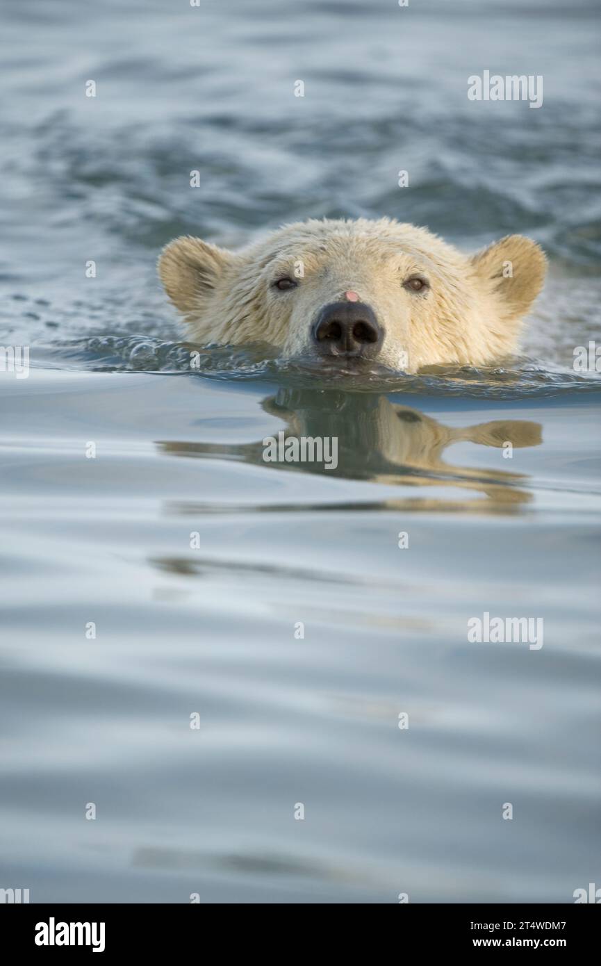 polar bear Ursus maritimus profile of a cub in the water as it waits ...