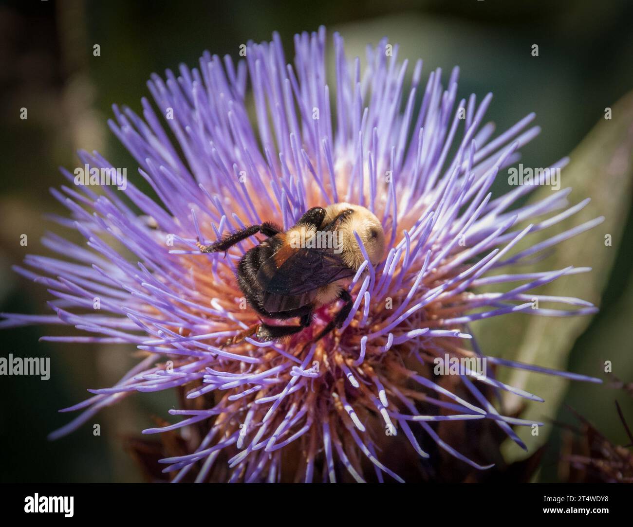 Bumble bee collecting pollen from a wildflower Stock Photo - Alamy