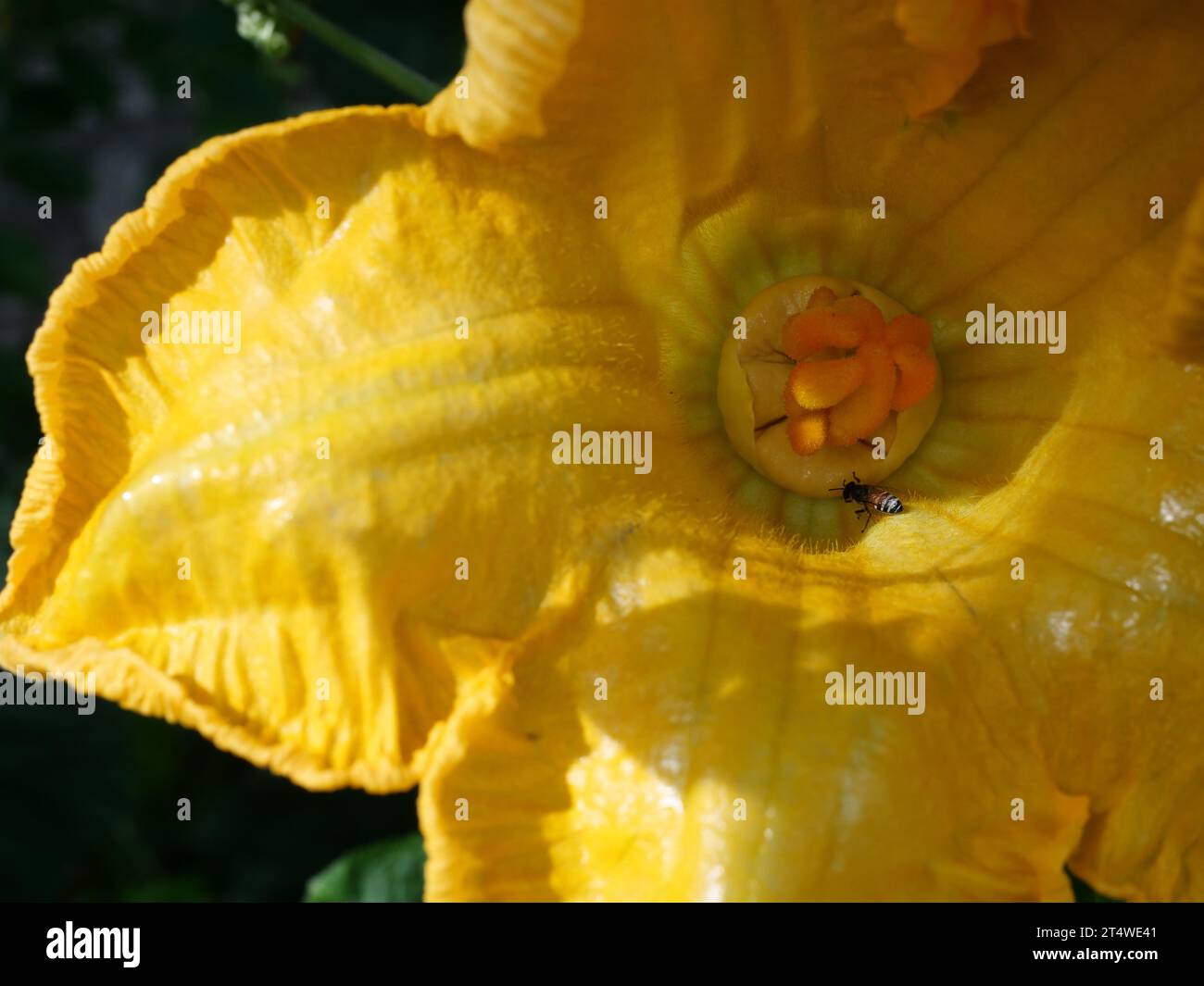 Red dwarf Honey bee pollination in pumpkin blossom, Insect seeking nectar in yellow and orange ...