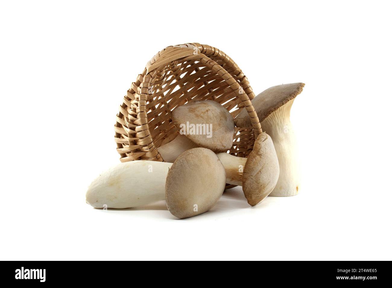 Pleurotus eryngii mushroom isolated on white background, also known as ...