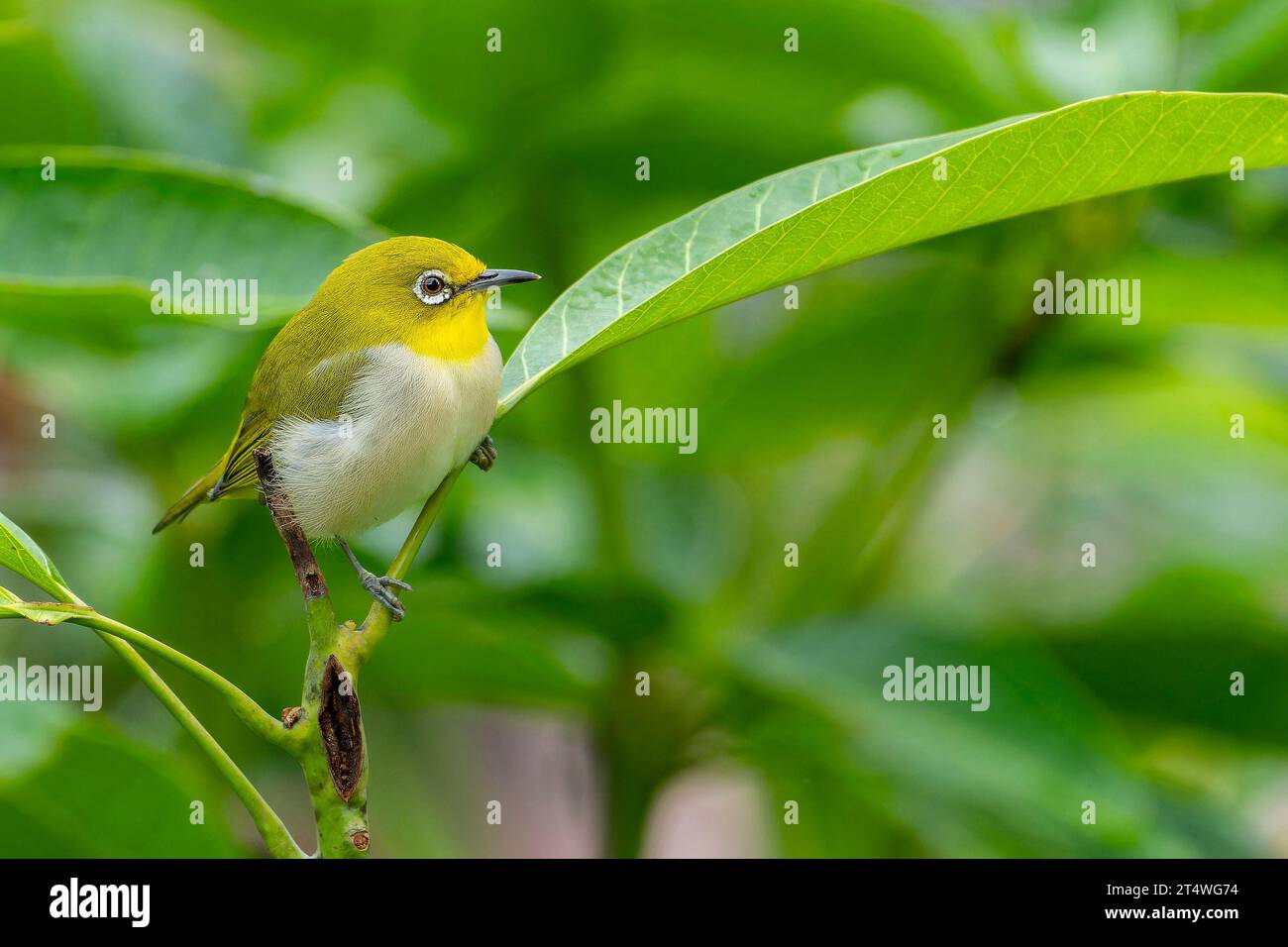 Japanese white eye bird, warbling white-eye Stock Photo - Alamy