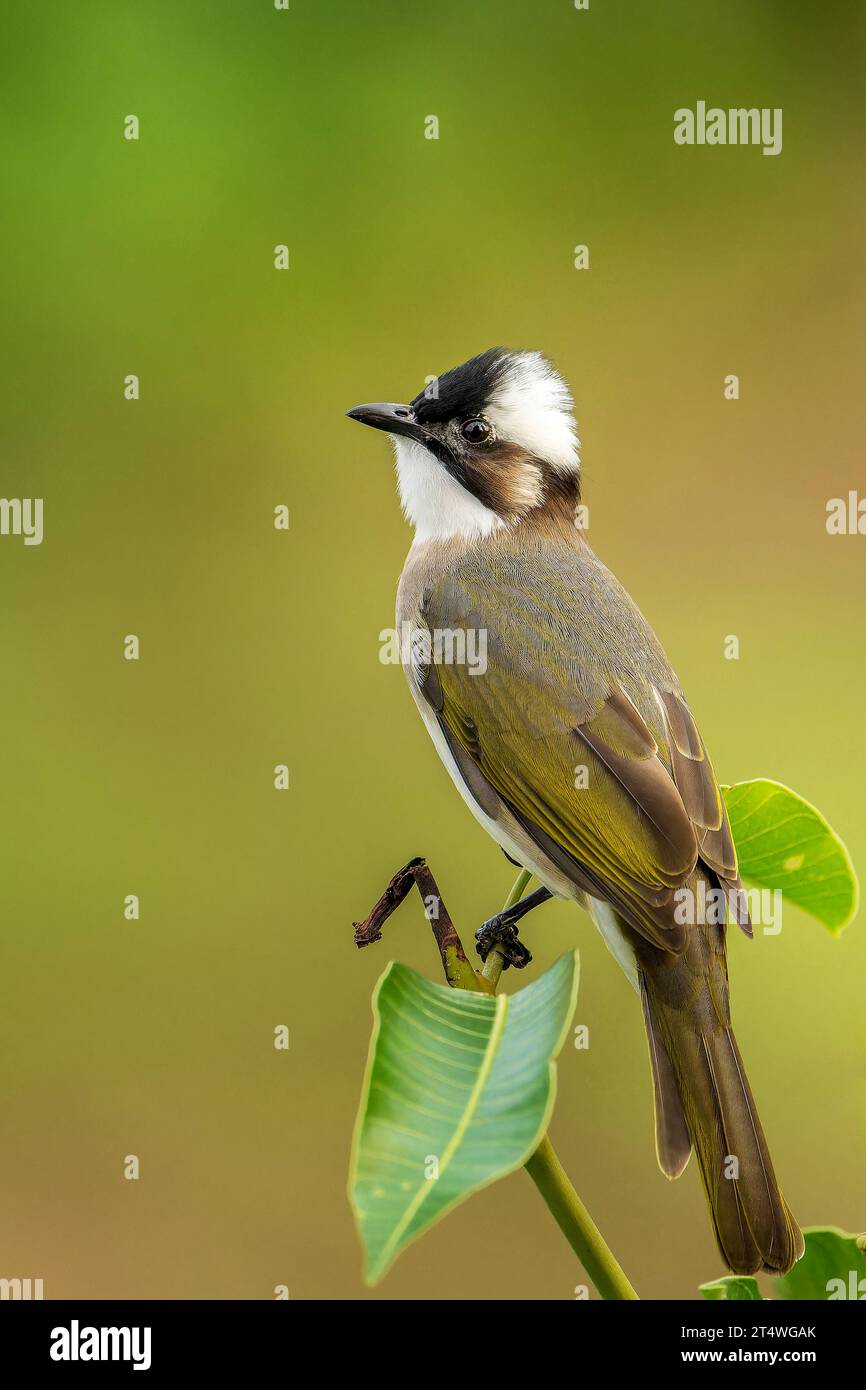 Light vented bulbul bird closeup Stock Photo - Alamy