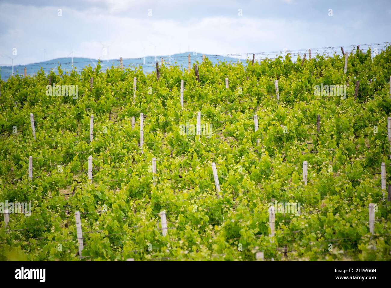 Basilicata vineyard hi-res stock photography and images - Alamy
