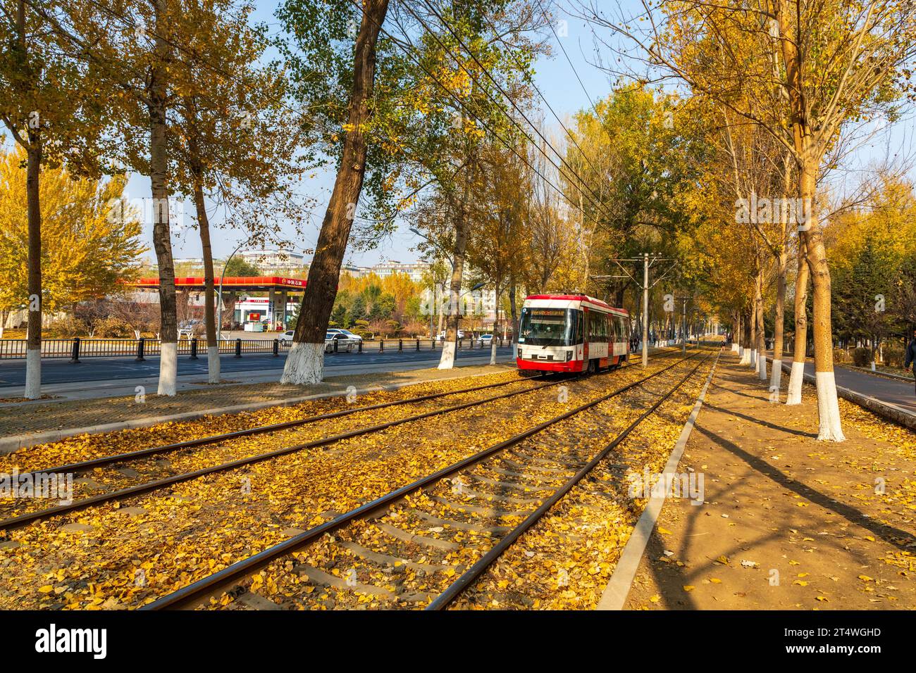 A tramcar runs on the golden avenue covered with autumn leaves in ...
