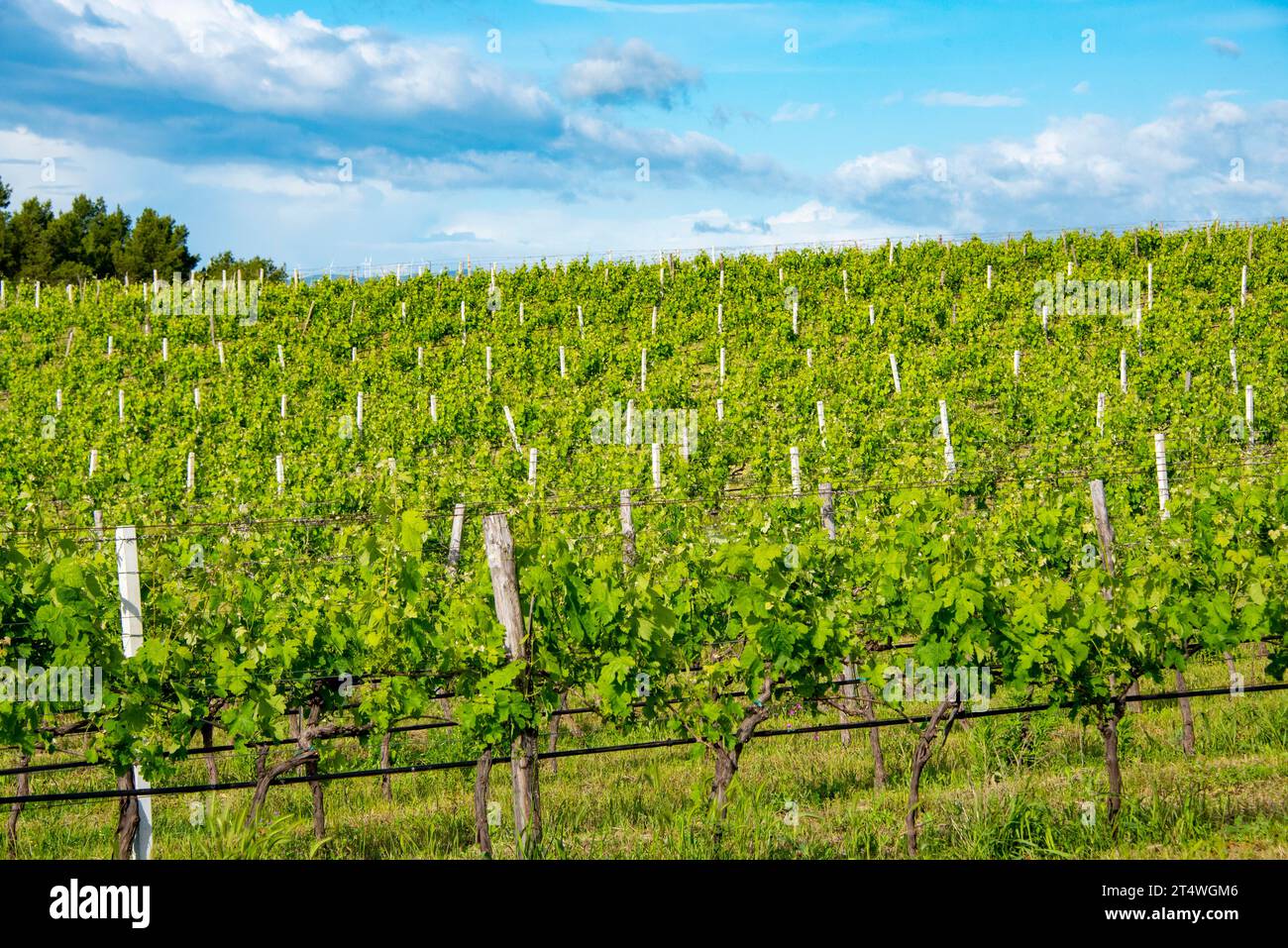 Aglianico grape hi-res stock photography and images - Alamy