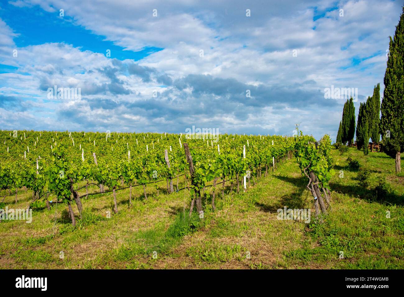 Aglianico grape hi-res stock photography and images - Alamy