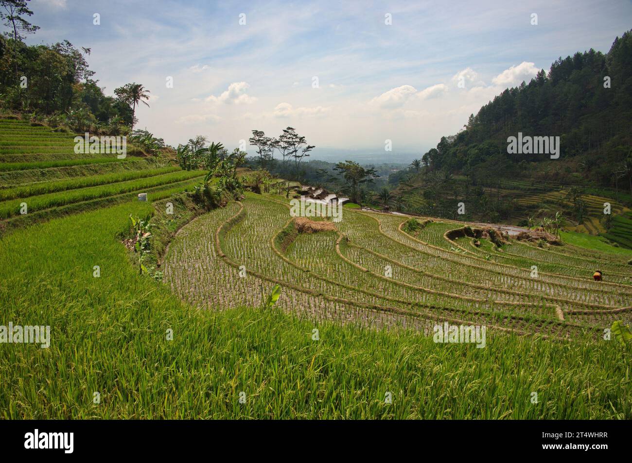 Scenic view of beautiful rice fields in Indonesia Stock Photo - Alamy