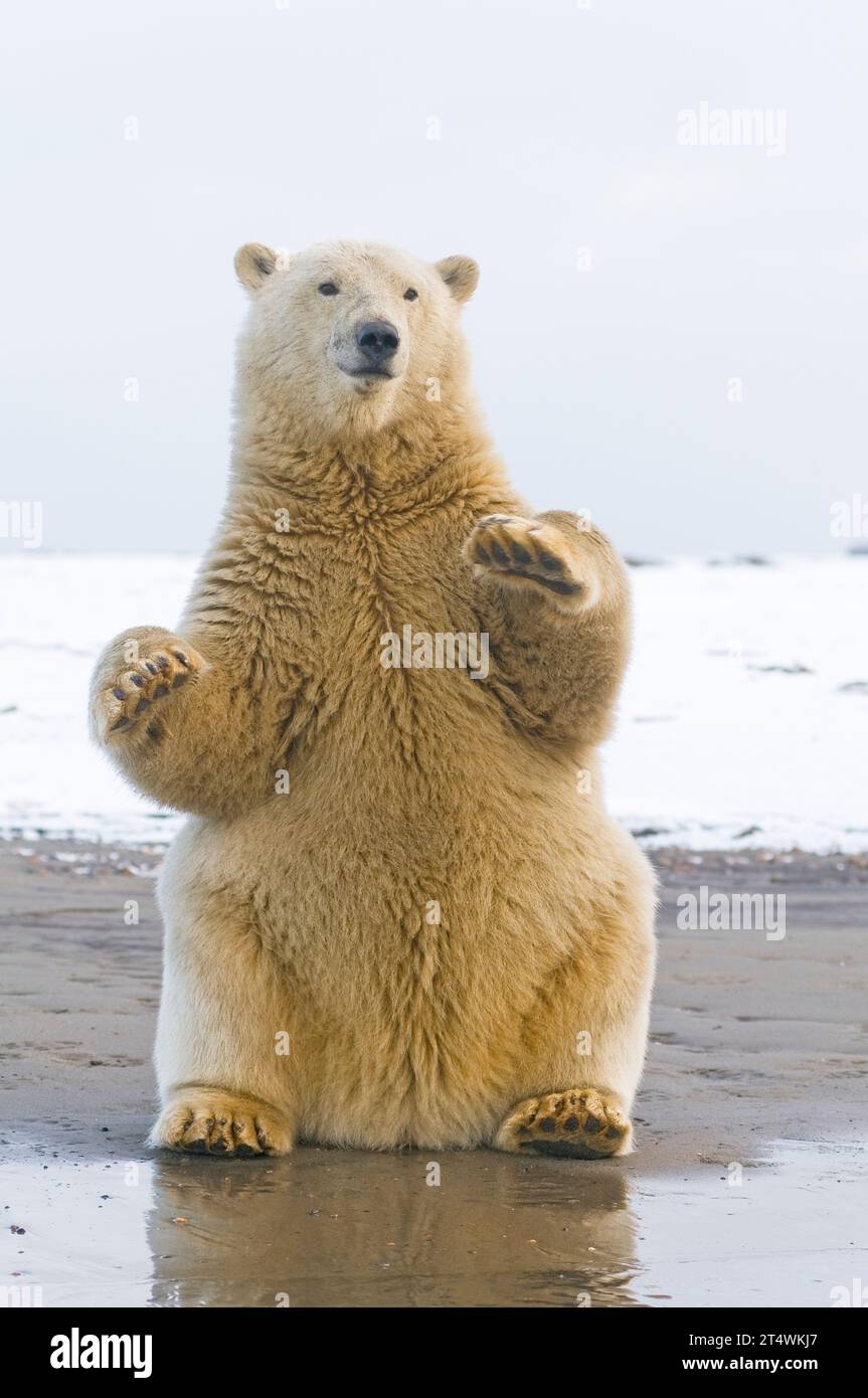 polar bear Ursus maritimus young bear sits on its hind legs and ...