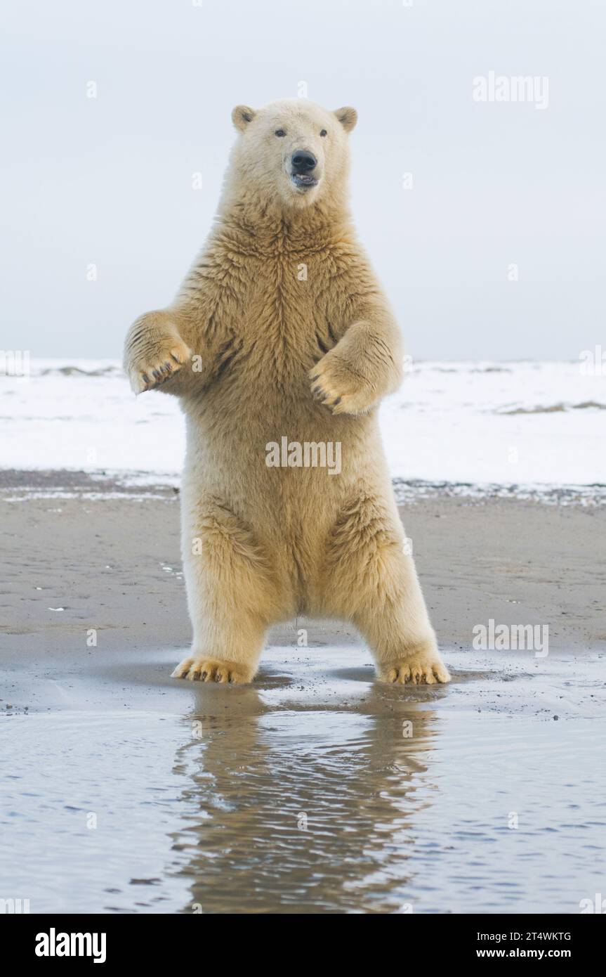 polar bear Ursus maritimus young bear stands on its hind legs and ...