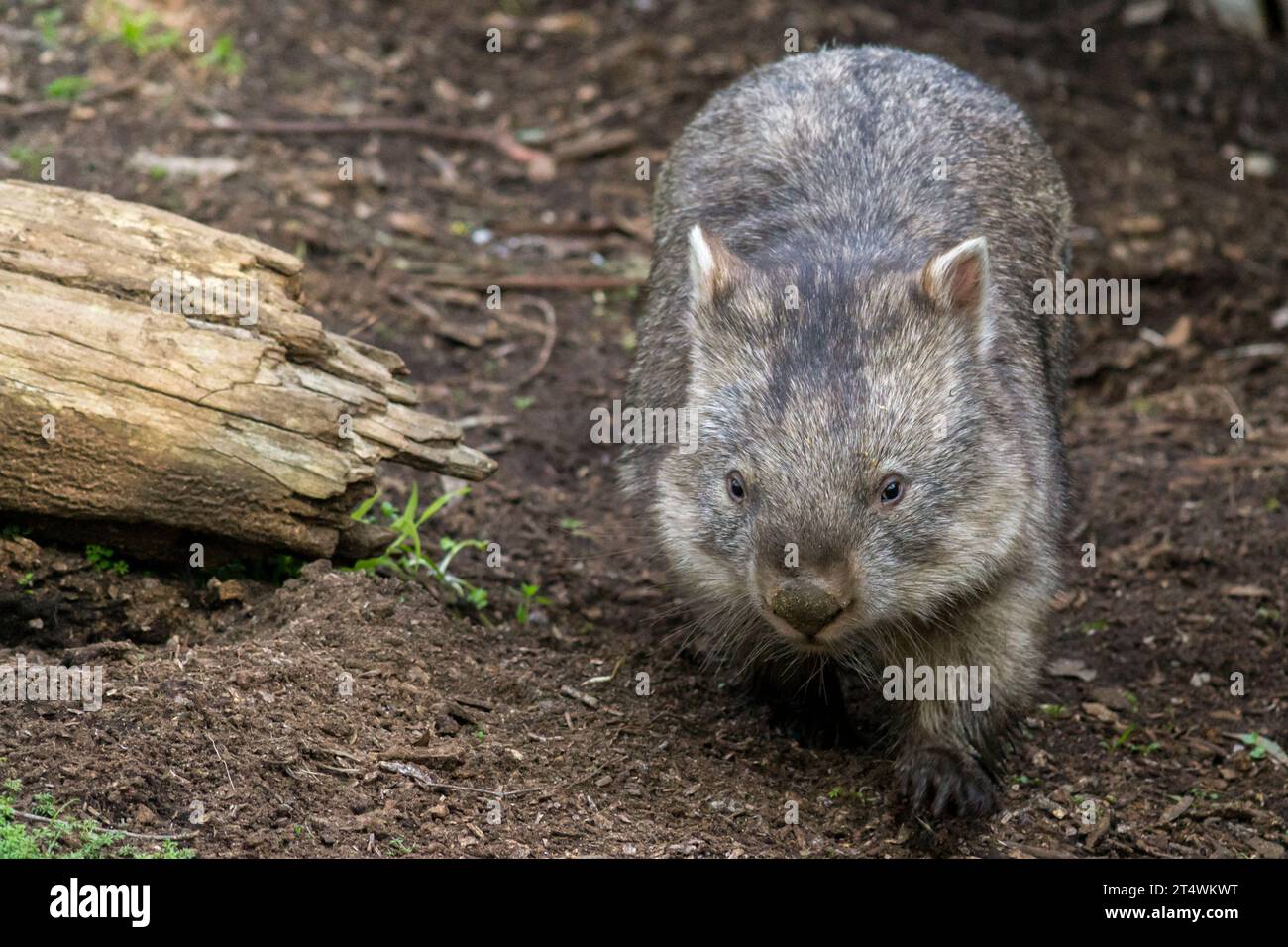 Wombat walking along the forest floor in South Australia Stock Photo ...