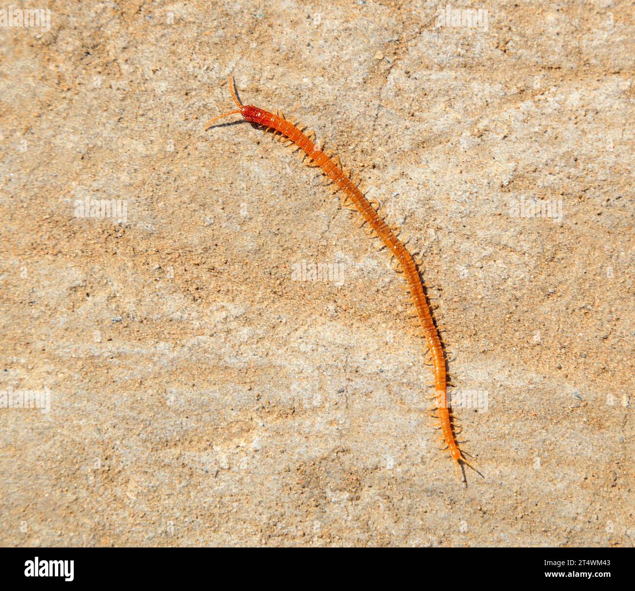 common house centipede Stock Photo - Alamy