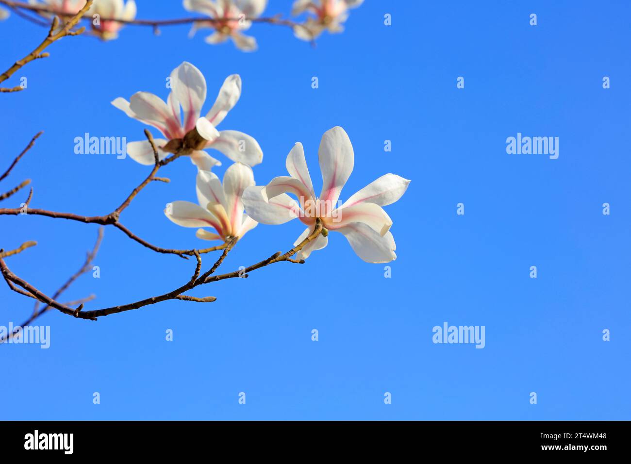 Chinese medicine magnolia hi-res stock photography and images - Alamy
