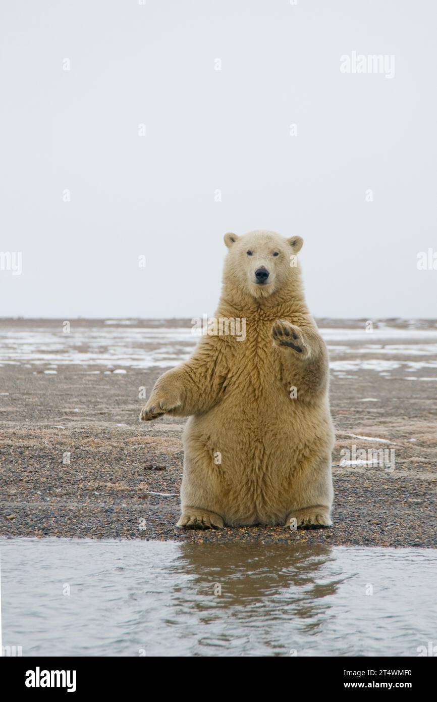 polar bear Ursus maritimus young bear sits on its hind legs and ...