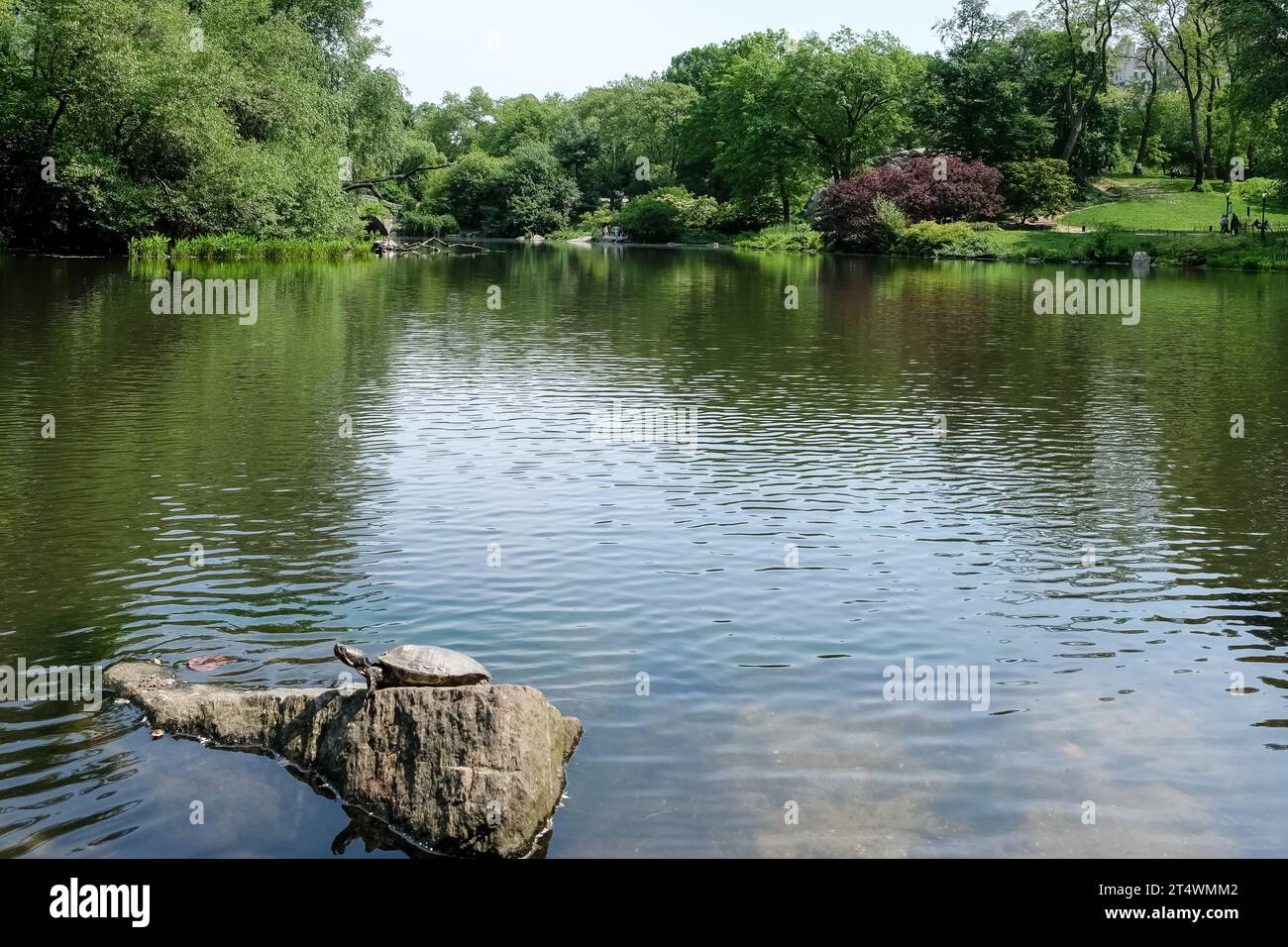 View of the Pond, one of seven bodies of water in Central Park located ...