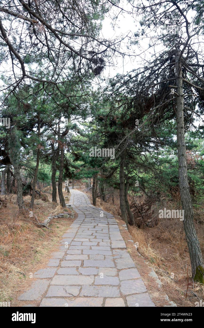 Scenic trails and pine trees Stock Photo - Alamy