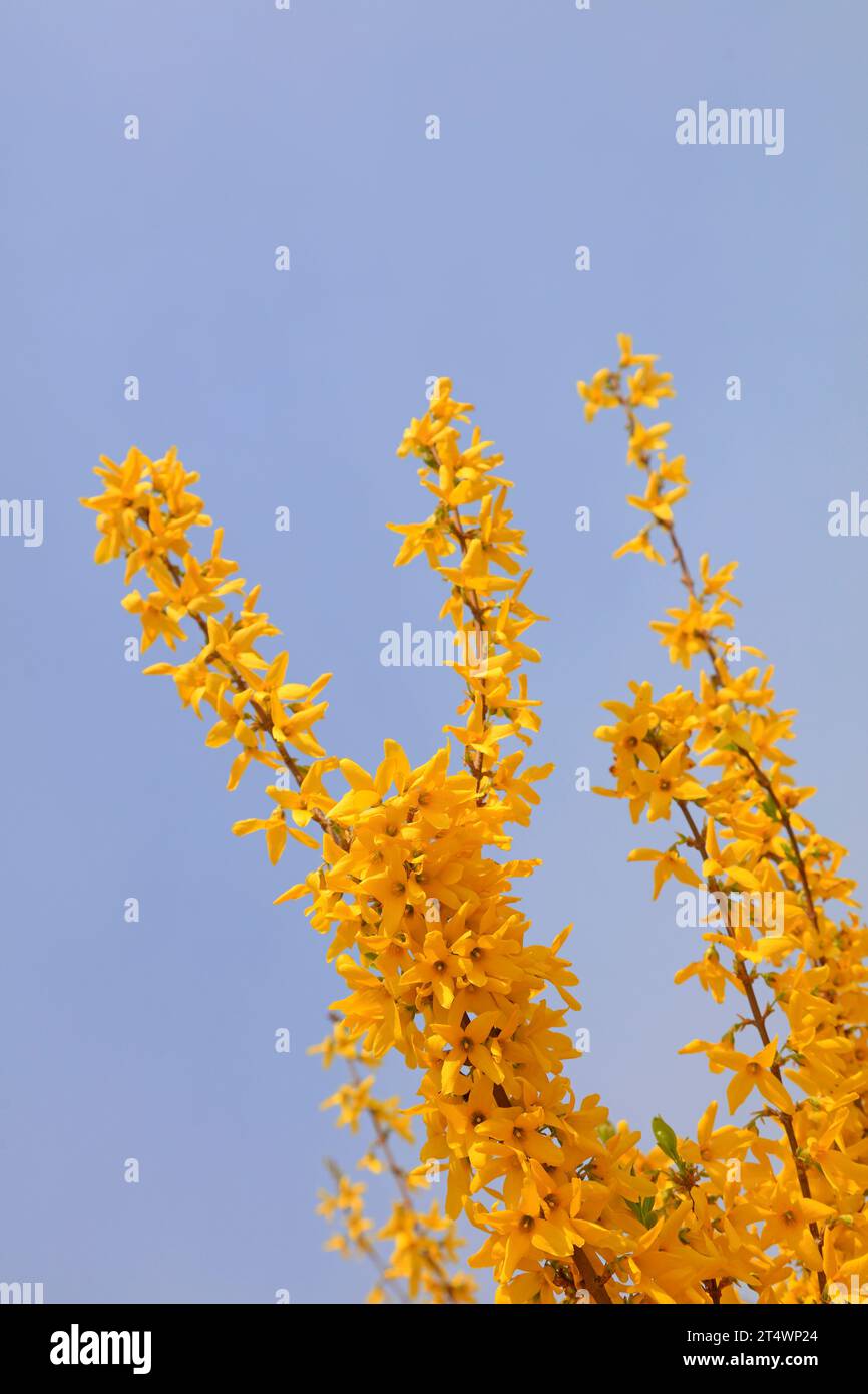 Forsythia flowers in a botanical garden Stock Photo - Alamy