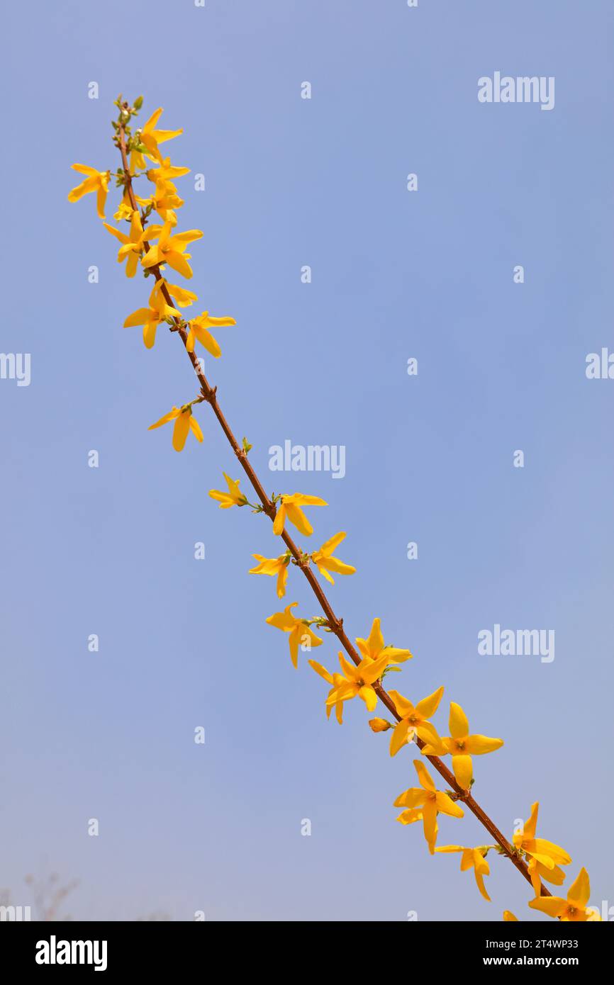 Forsythia flowers in a botanical garden Stock Photo - Alamy
