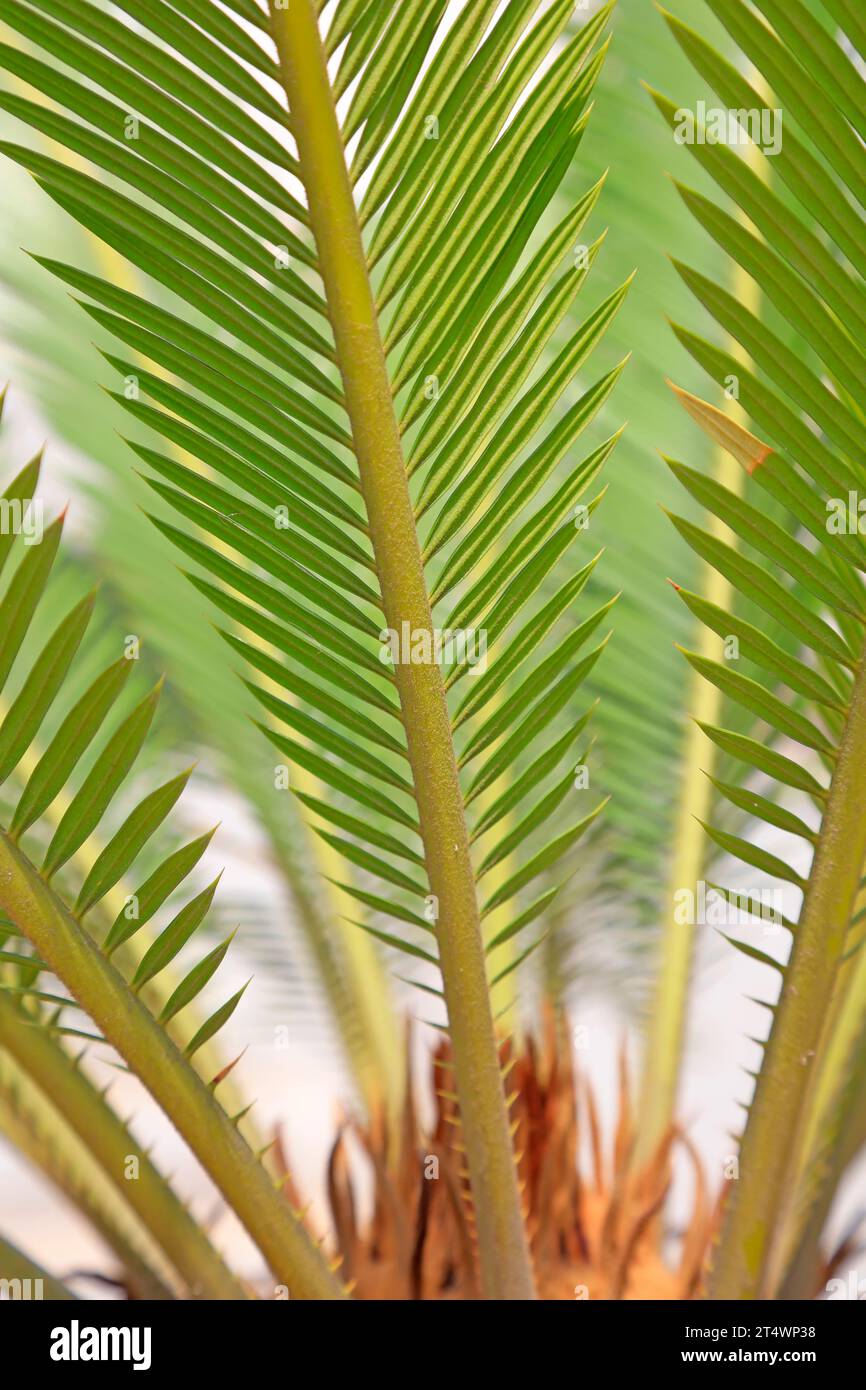 Leaf features of Cycads Stock Photo - Alamy