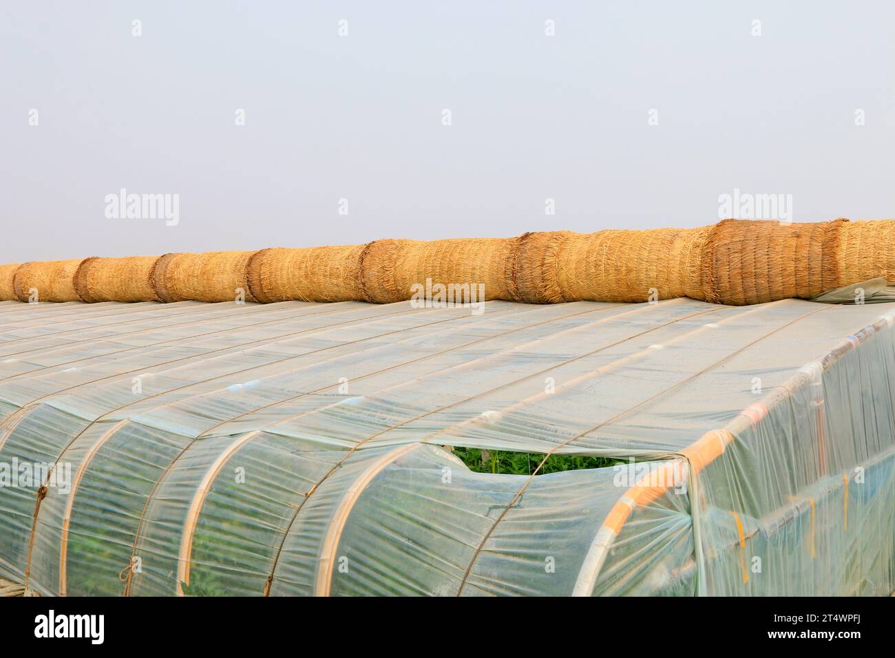 Vegetable greenhouse in a farm Stock Photo - Alamy