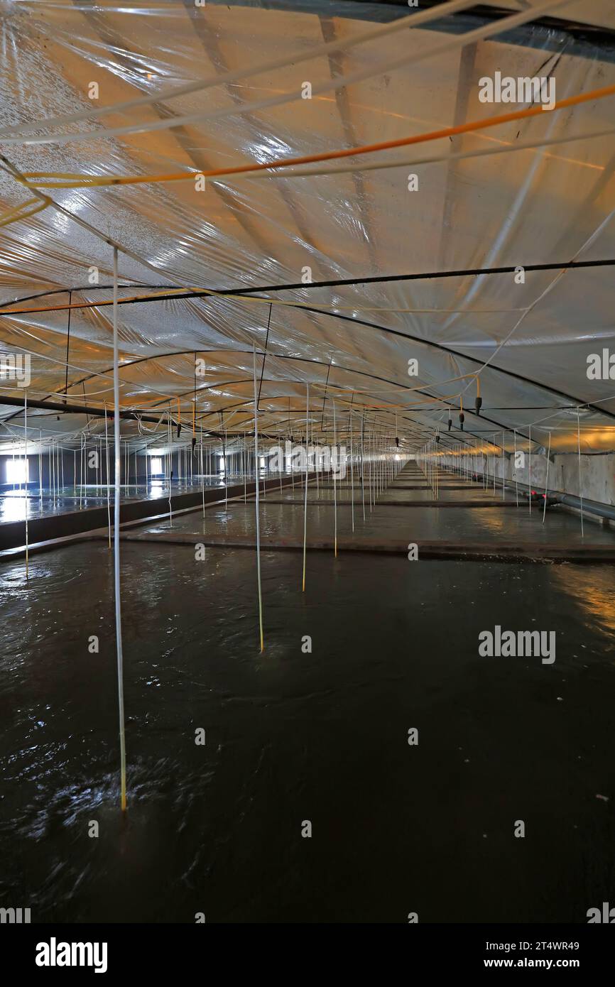 Mariculture pond hi-res stock photography and images - Alamy