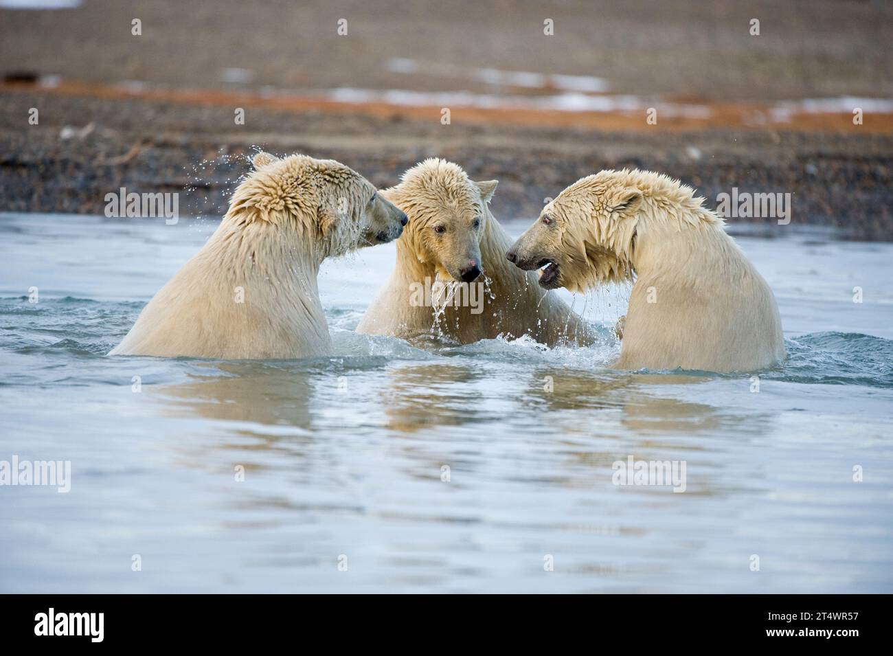 polar bears Ursus maritimus three subadults cubs play with one another ...