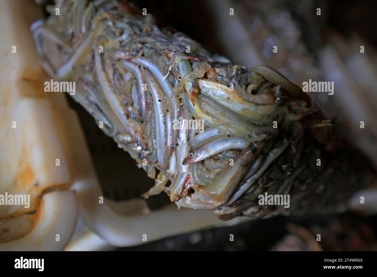 Frozen small fish Stock Photo - Alamy