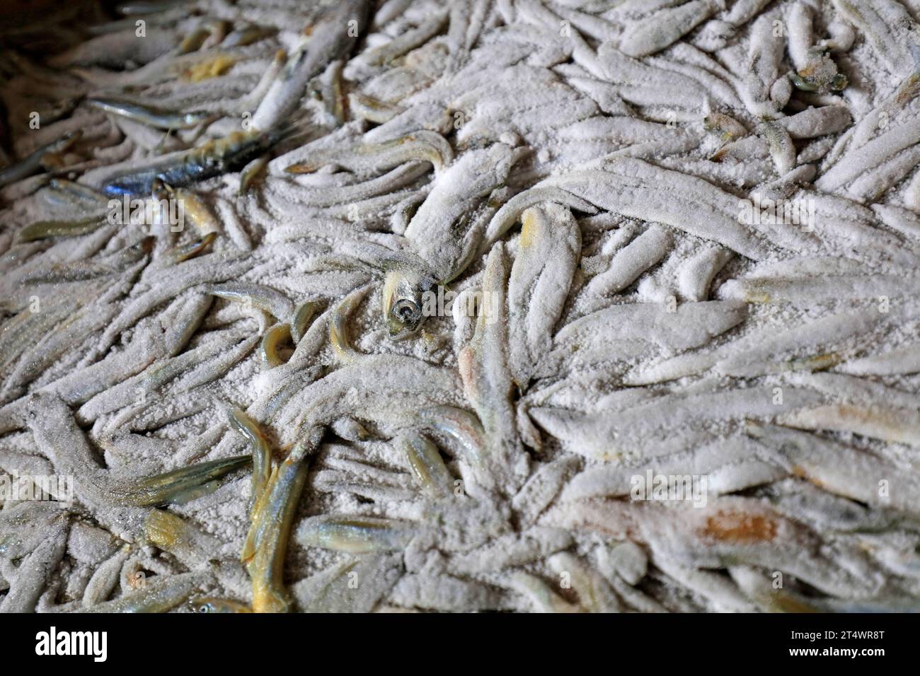 Frozen small fish Stock Photo - Alamy