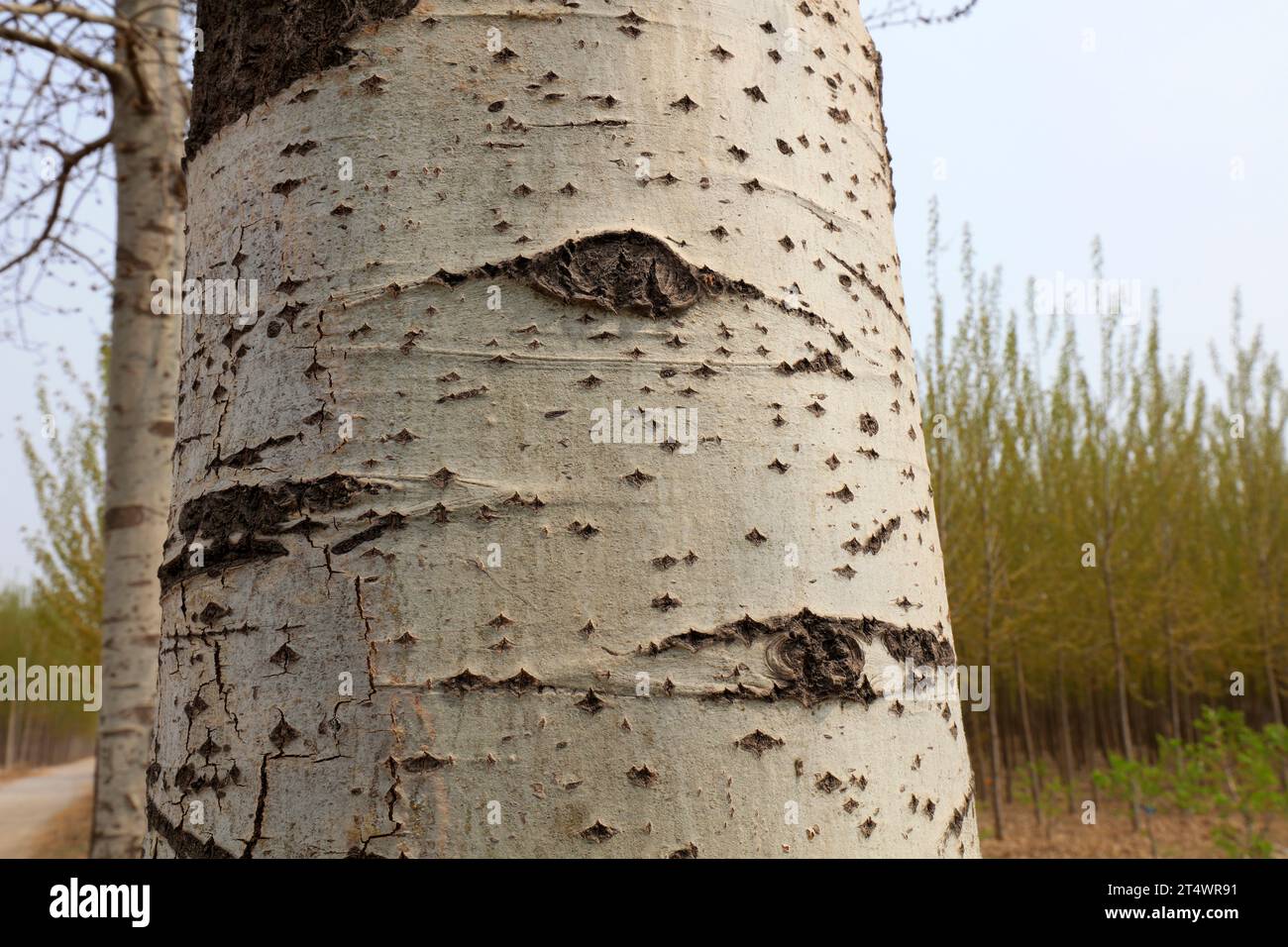 scar on the trunk of Populus tomentosa Stock Photo - Alamy