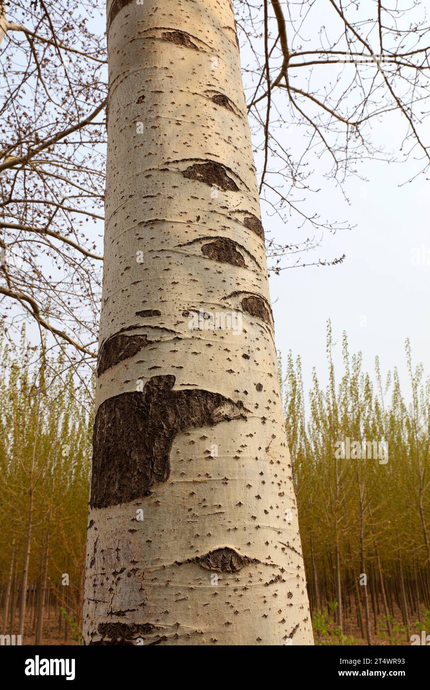 scar on the trunk of Populus tomentosa Stock Photo - Alamy