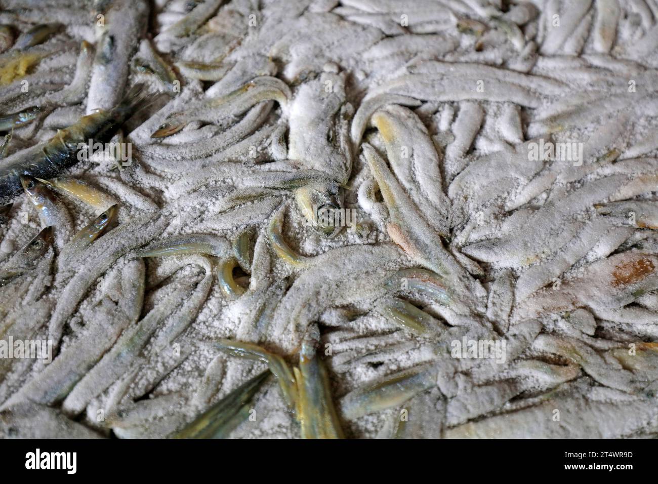 Frozen small fish Stock Photo - Alamy