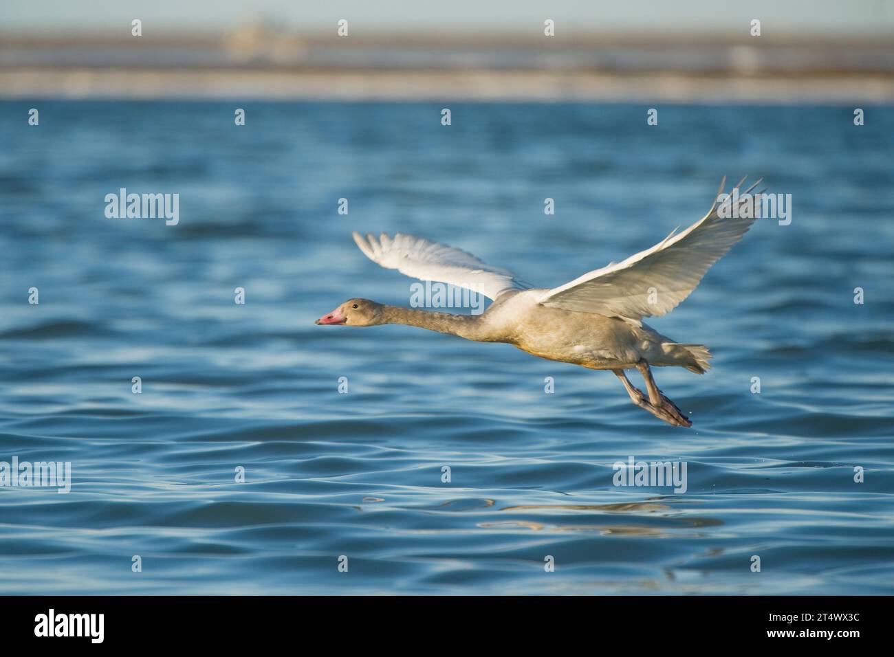 Whistling Swan Cygnus columbianus or tundra swan juvenile taking flight ...
