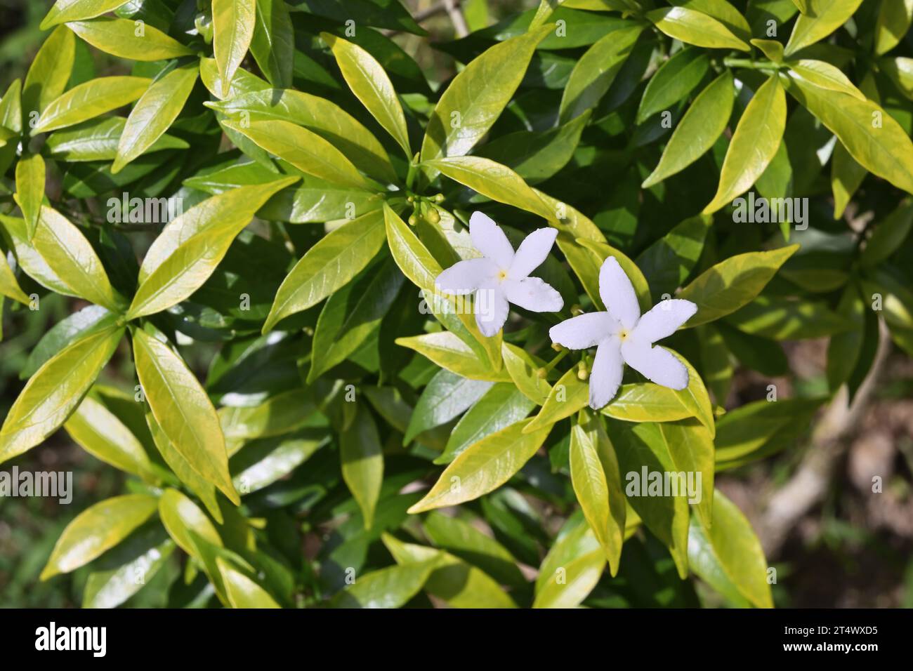Overhead view of the two small white flowers of a dwarf variety of ...