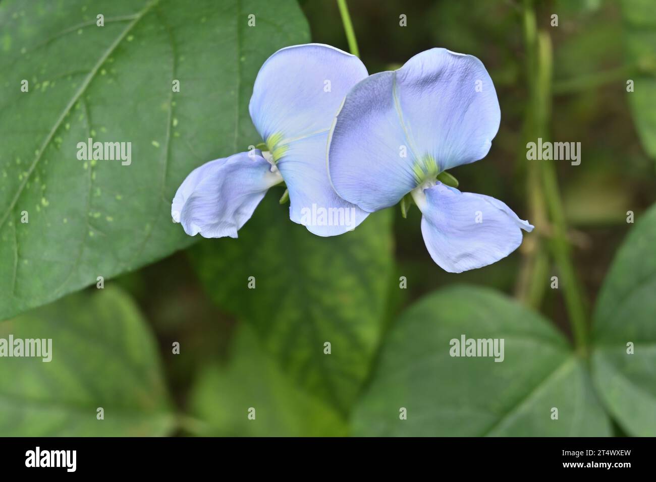 Close up view of the two pale purple colored winged bean flowers ...