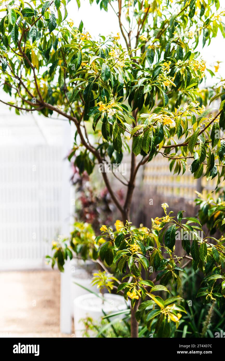 Hymenosporum Australian frangipani tree in sunny backyard surrounded by ...