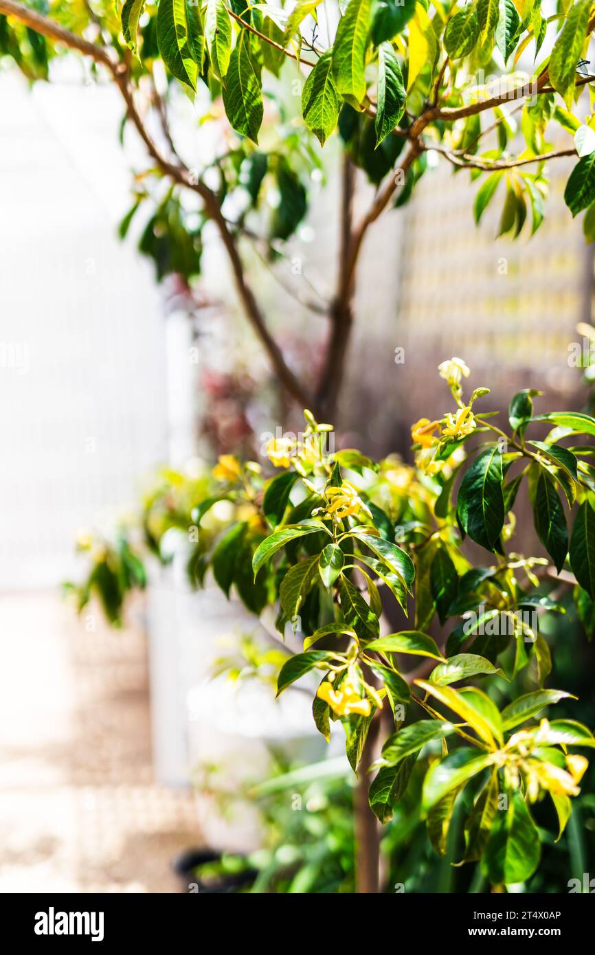 Hymenosporum Australian frangipani tree in sunny backyard surrounded by ...