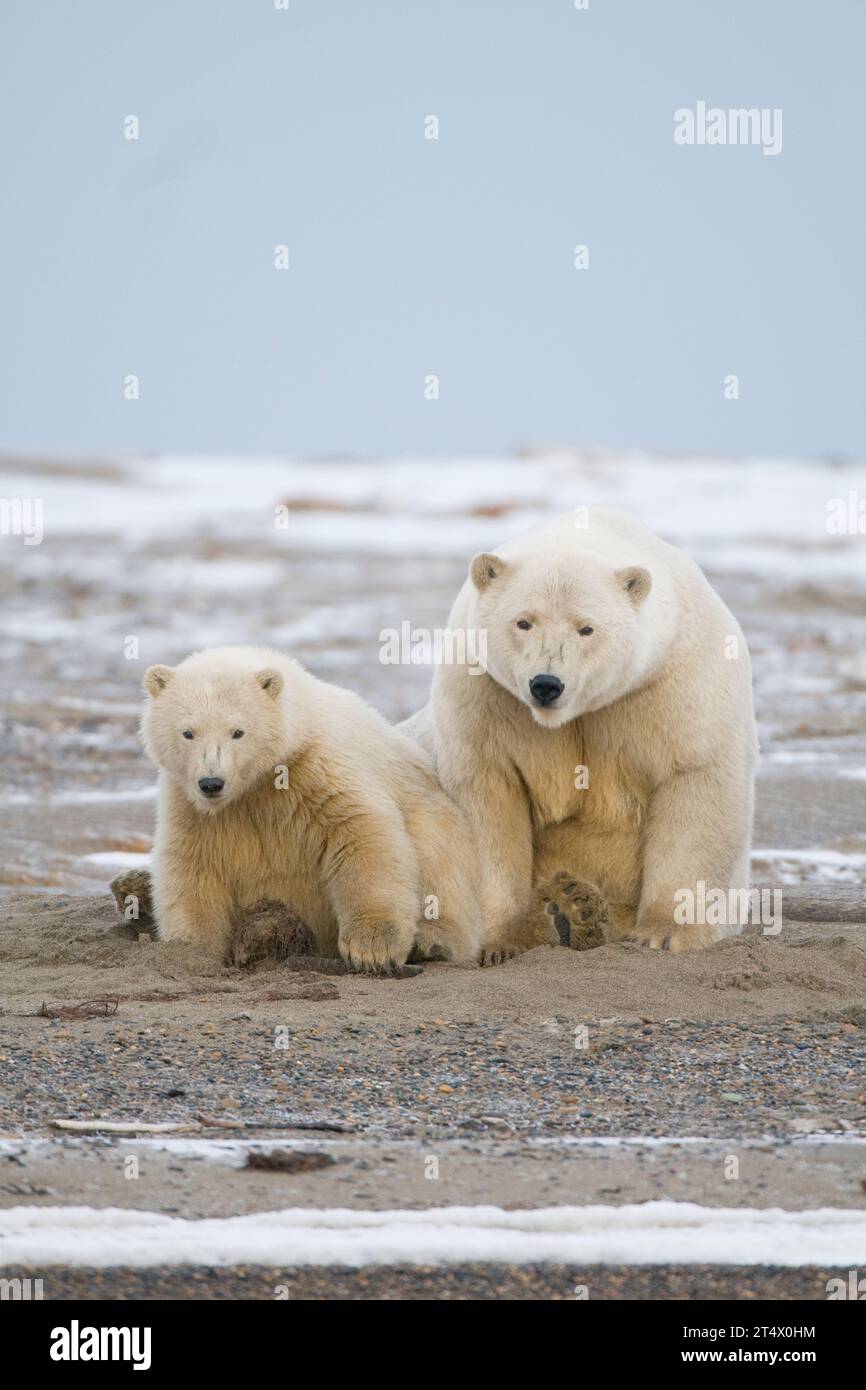polar bear Ursus maritimus sow nuzzles her spring cub along a barrier ...