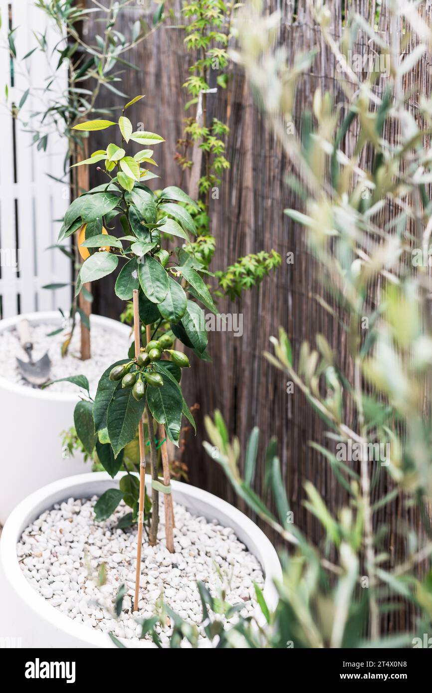 sunny Mediterranean inspired backyard with peach olive and lemon trees ...