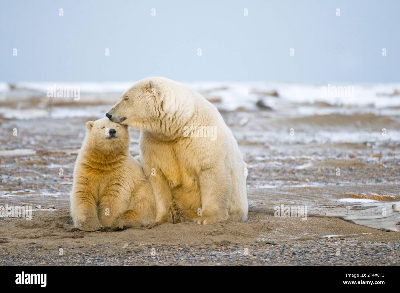 polar bears Ursus maritimus sow nuzzles her spring cub along a barrier ...