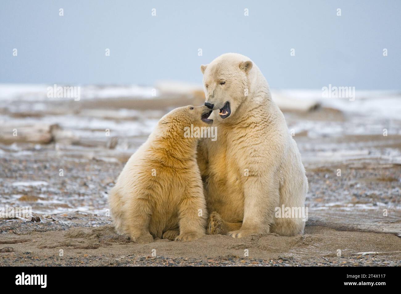 polar bears Ursus maritimus sow nuzzles her spring cub along a barrier ...