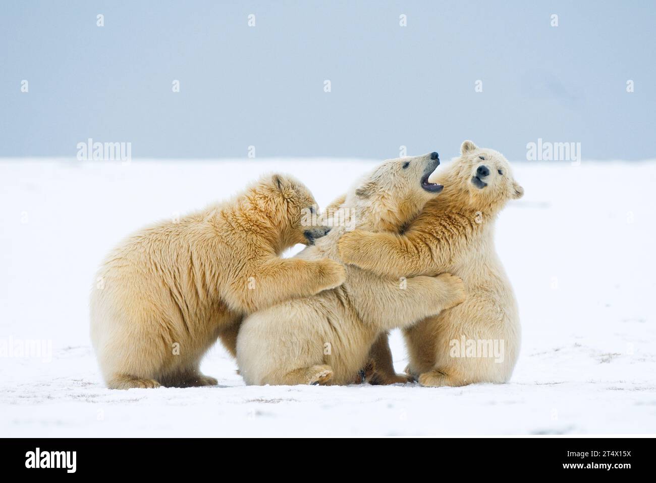 polar bears, Ursus maritimus, three non sibling spring cub play with ...