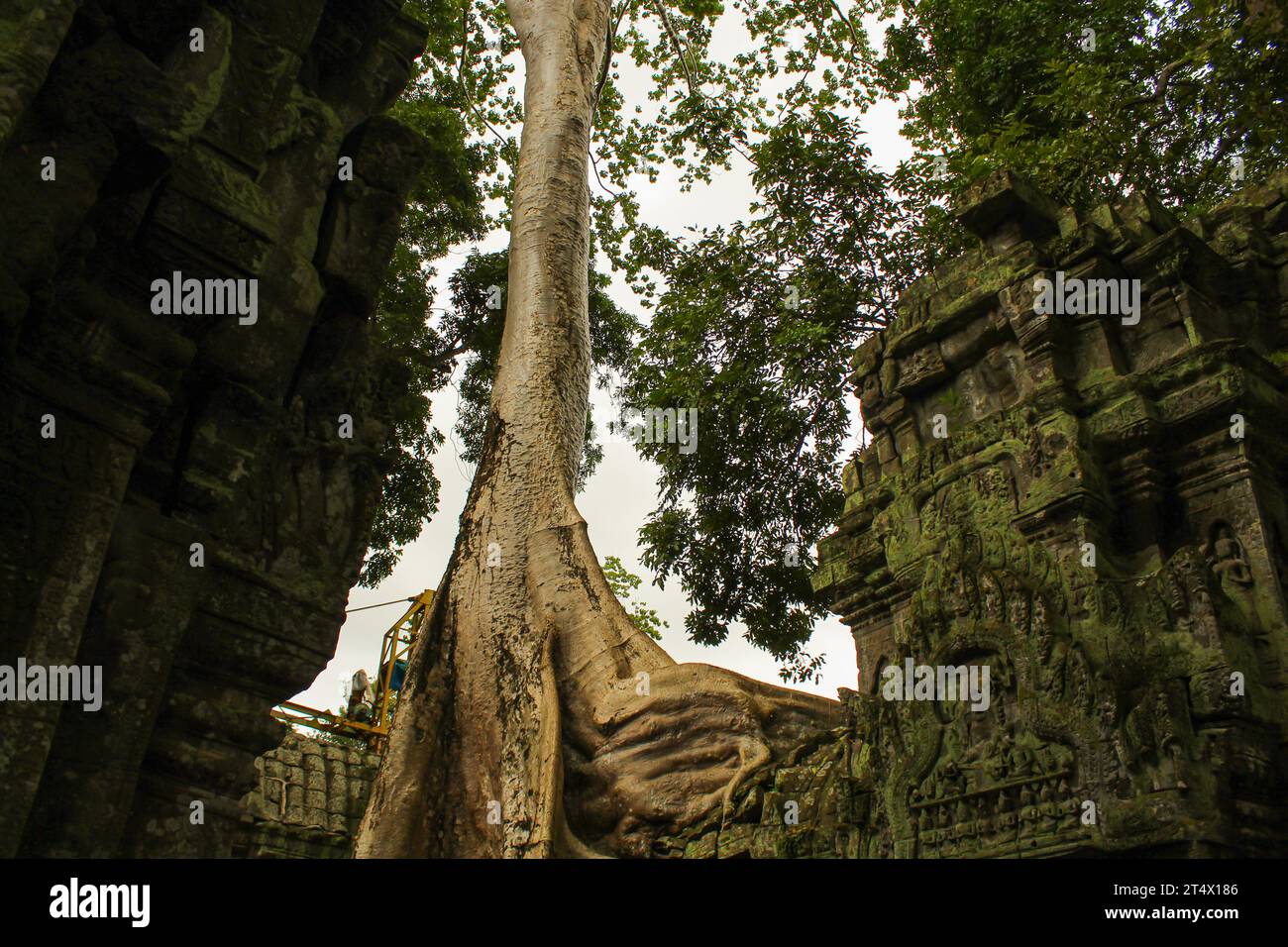Ta Prohm temple. Ancient Khmer architecture under the giant roots of a ...